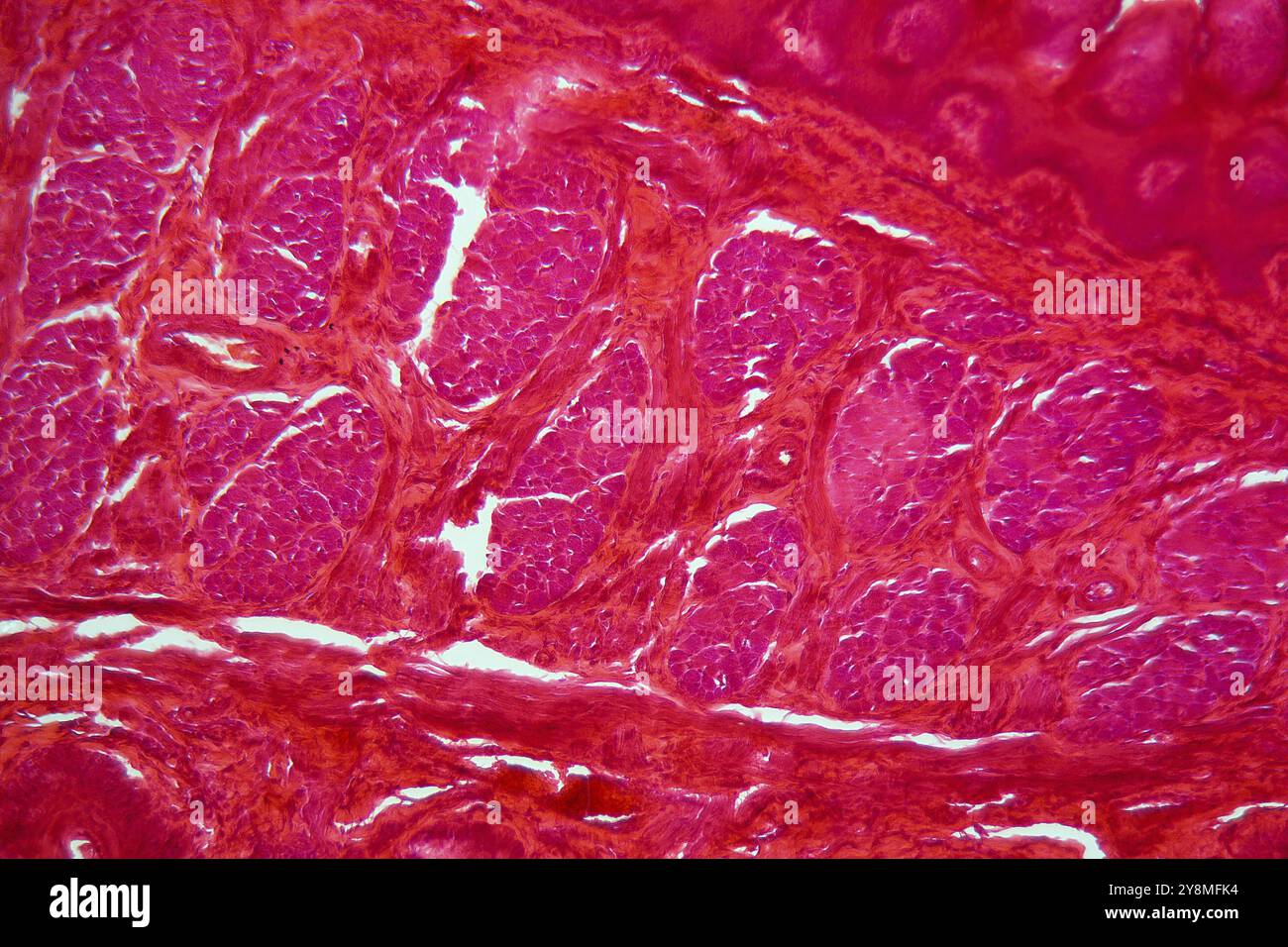 A section trough different tongue cells under the microscope Stock ...