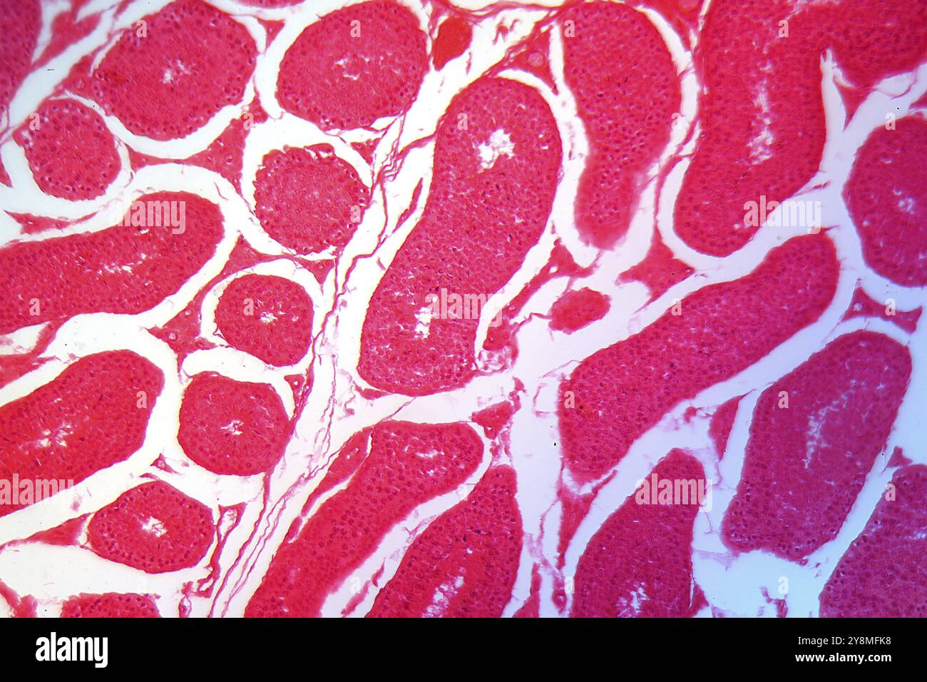A section trough testicle cells under the microscope Stock Photo - Alamy