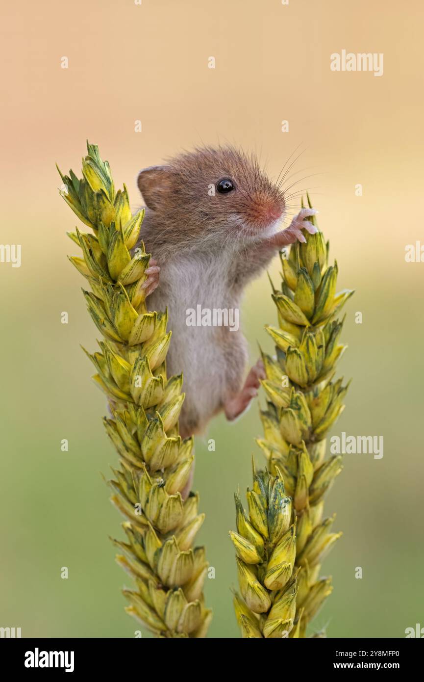 Harvest Mouse (Micromys minitus) on ears of wheat Stock Photo - Alamy