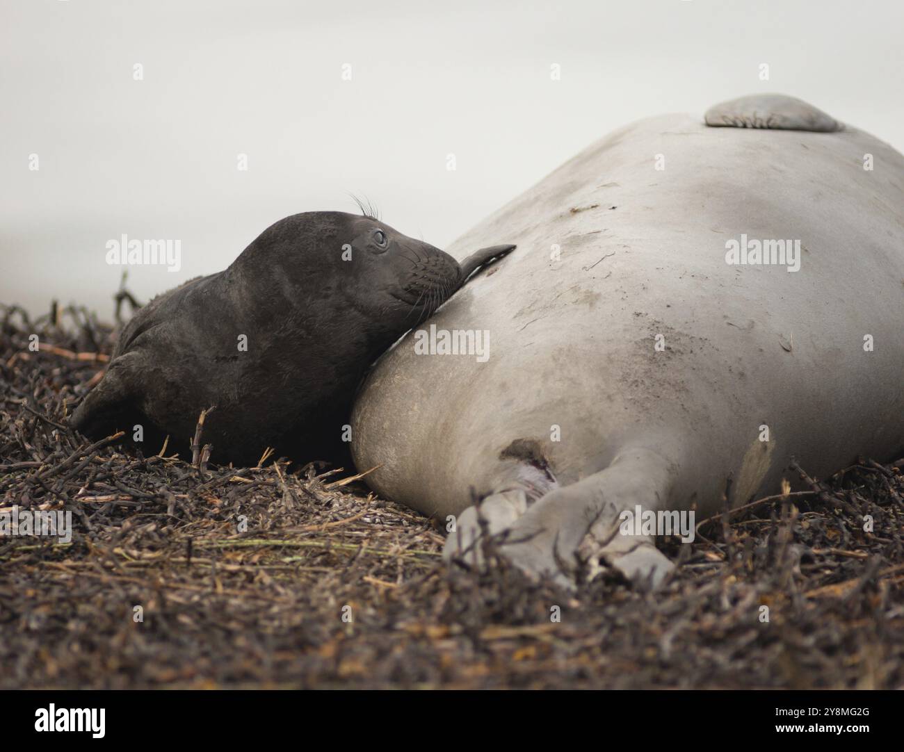 Seal and children hi-res stock photography and images - Alamy