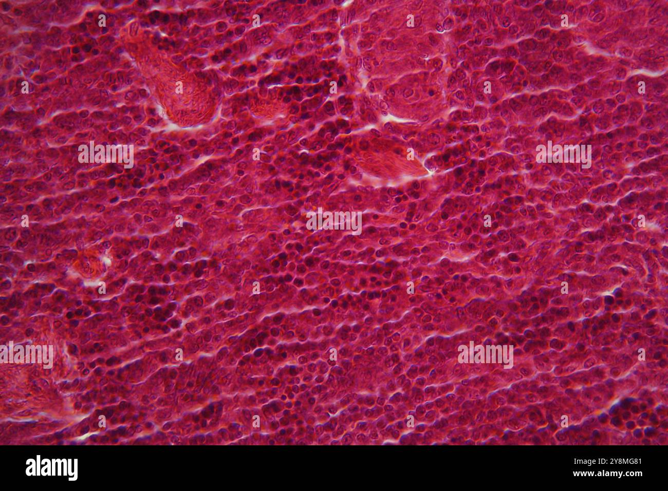 A section trough pancreas cells under the microscope Stock Photo - Alamy