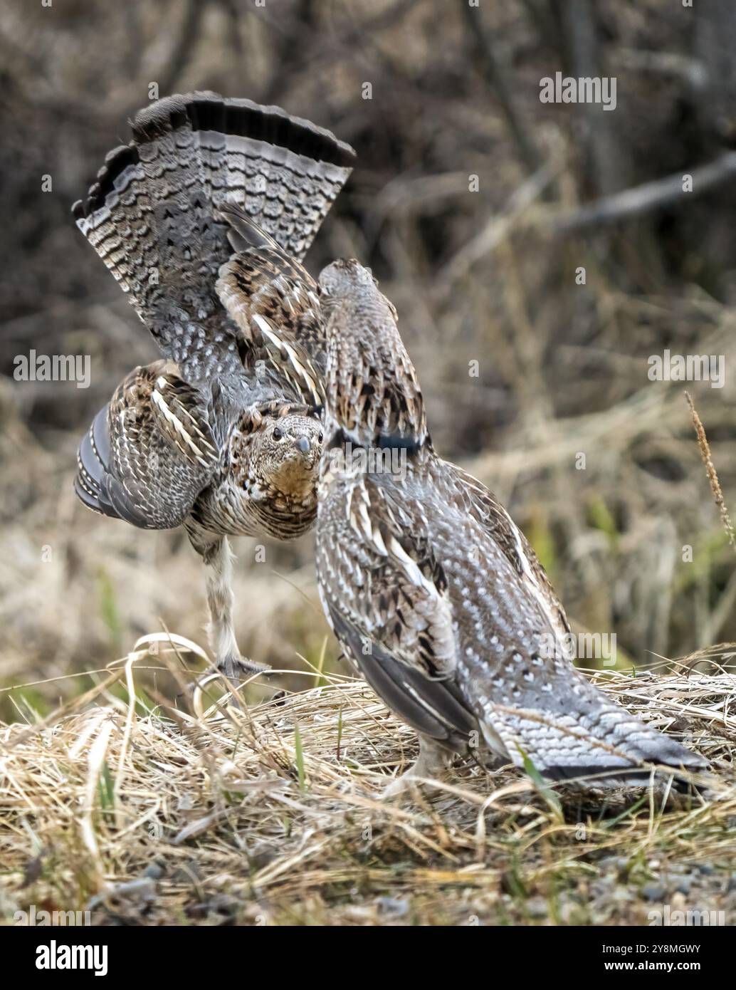 Ritual mating dance lek hi-res stock photography and images - Alamy