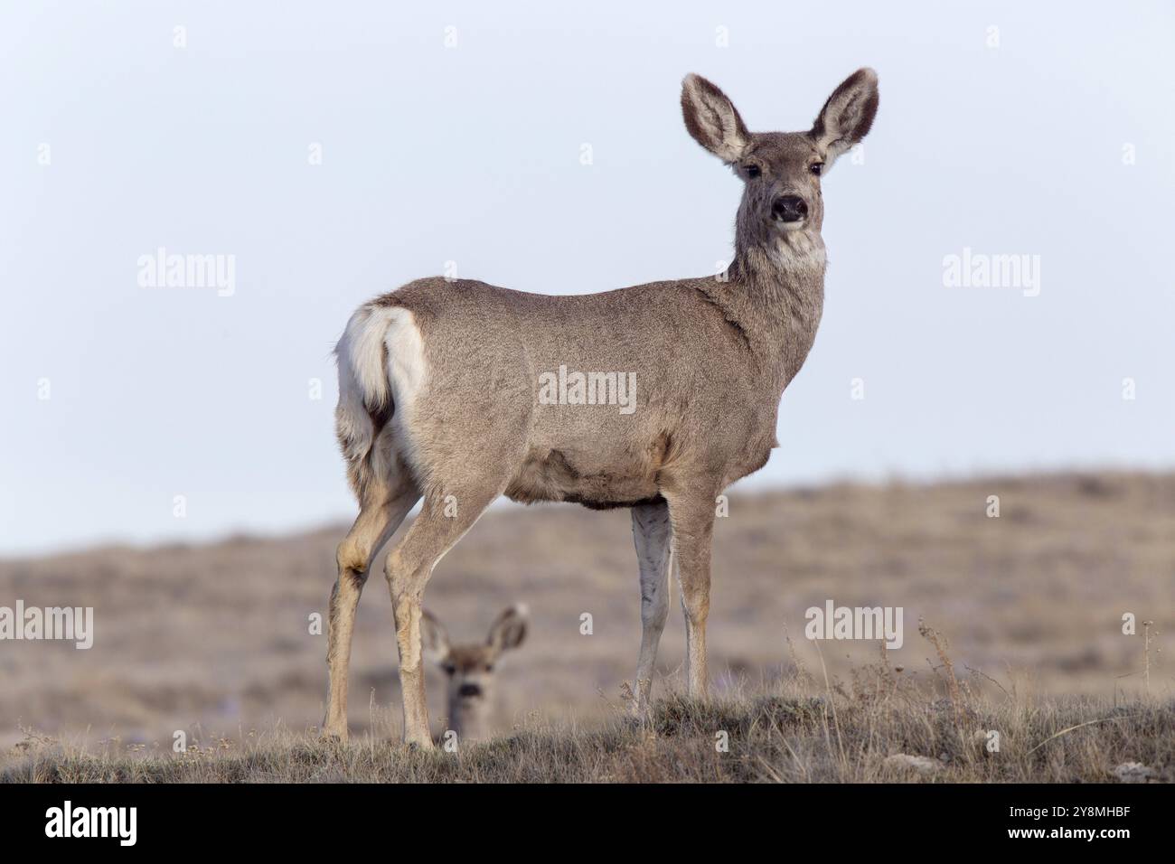 Deer on Ridge and another deer peeking through legs Stock Photo - Alamy