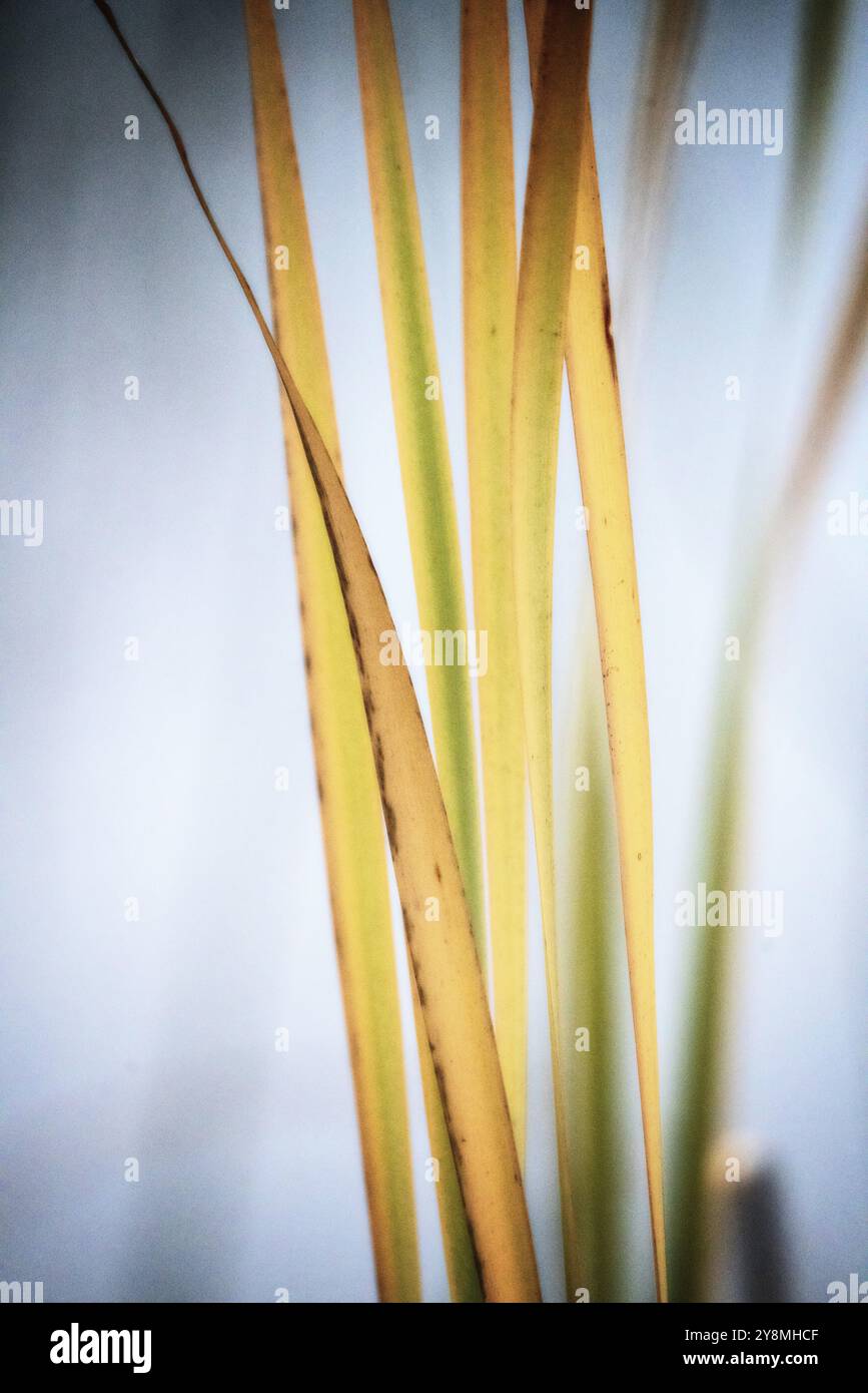 View close up reeds hi-res stock photography and images - Alamy