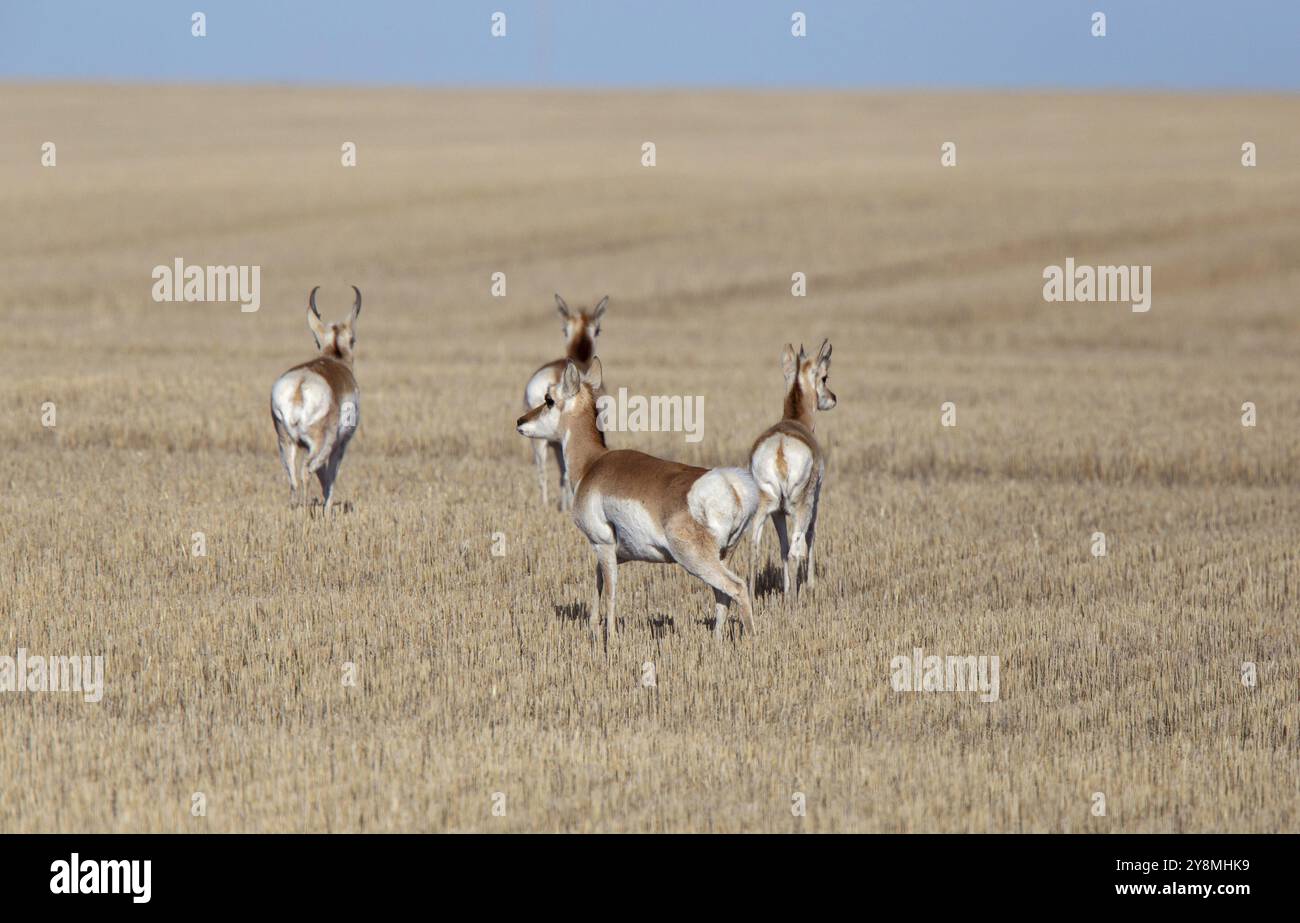 Prairie Pronghorn Antelope In Spring Saskatcherwan Canada Stock Photo ...