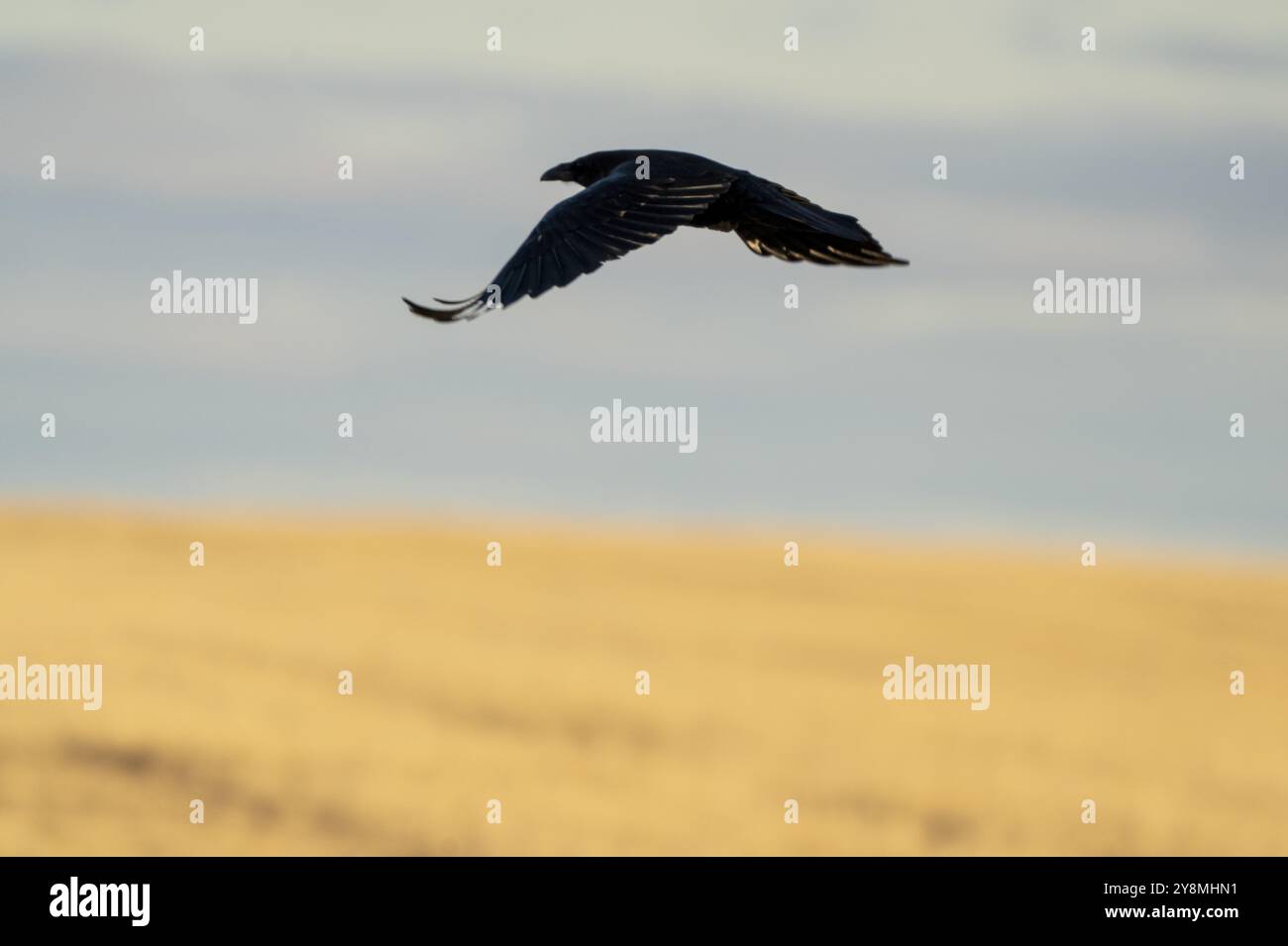 Raven flying hi-res stock photography and images - Alamy
