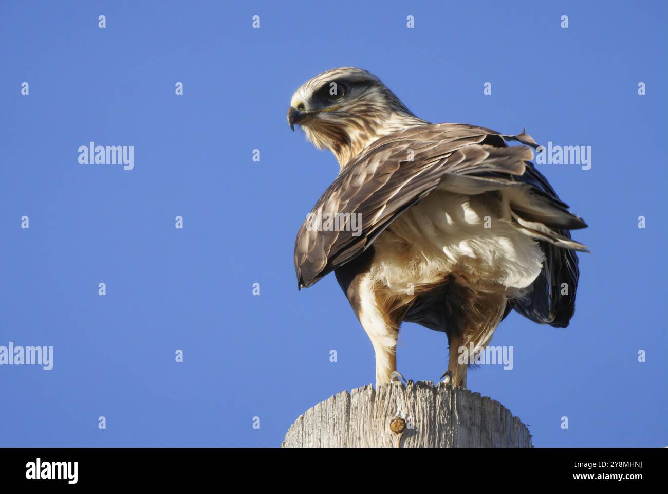 Rough Legged Hawk in winter Saskatchewan Canada Stock Photo - Alamy