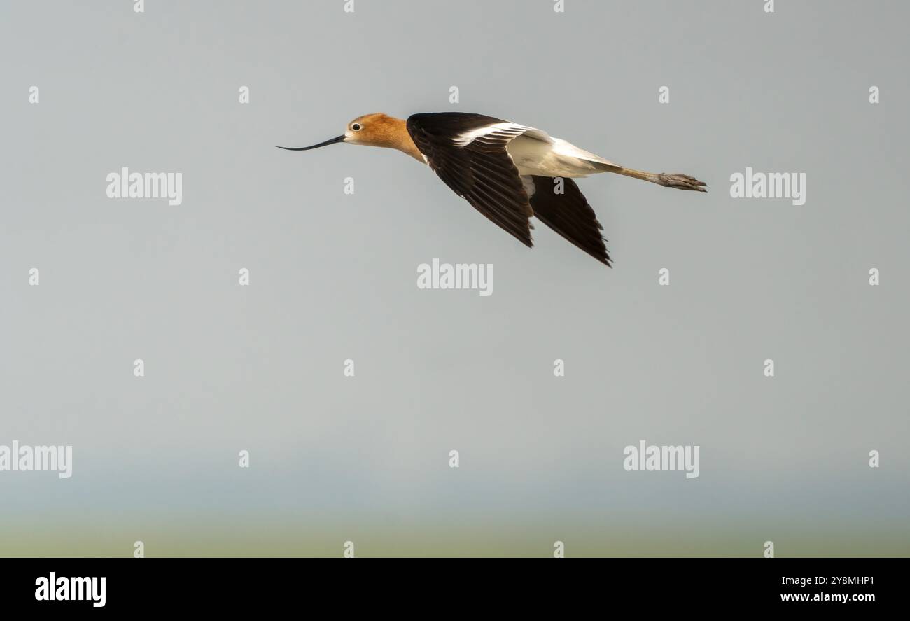 Avocet in Flight Summer in Sasktchewan Canada Background Stock Photo ...