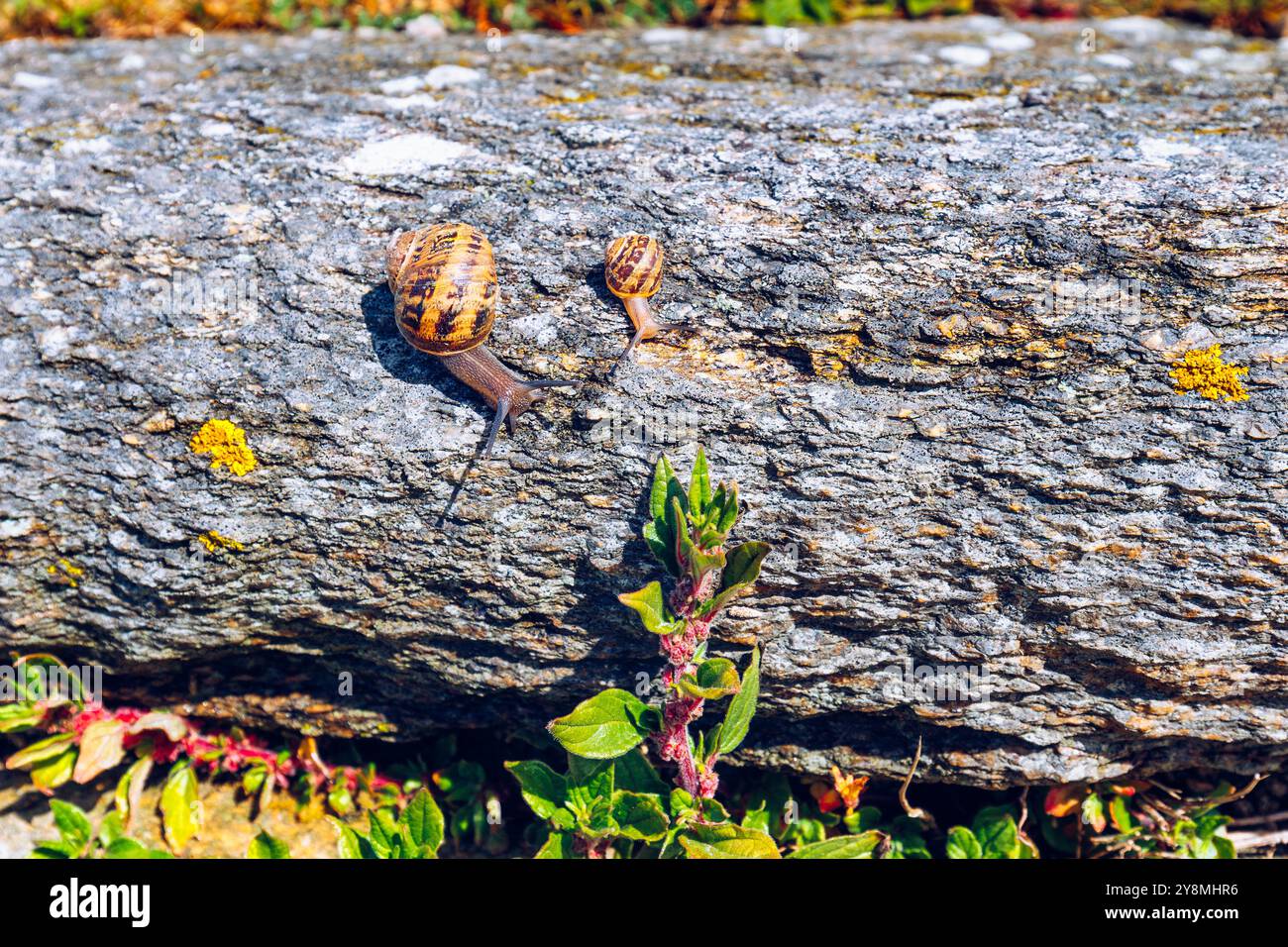 Snail crawling on a hard rock texture in nature; brown striped snail ...