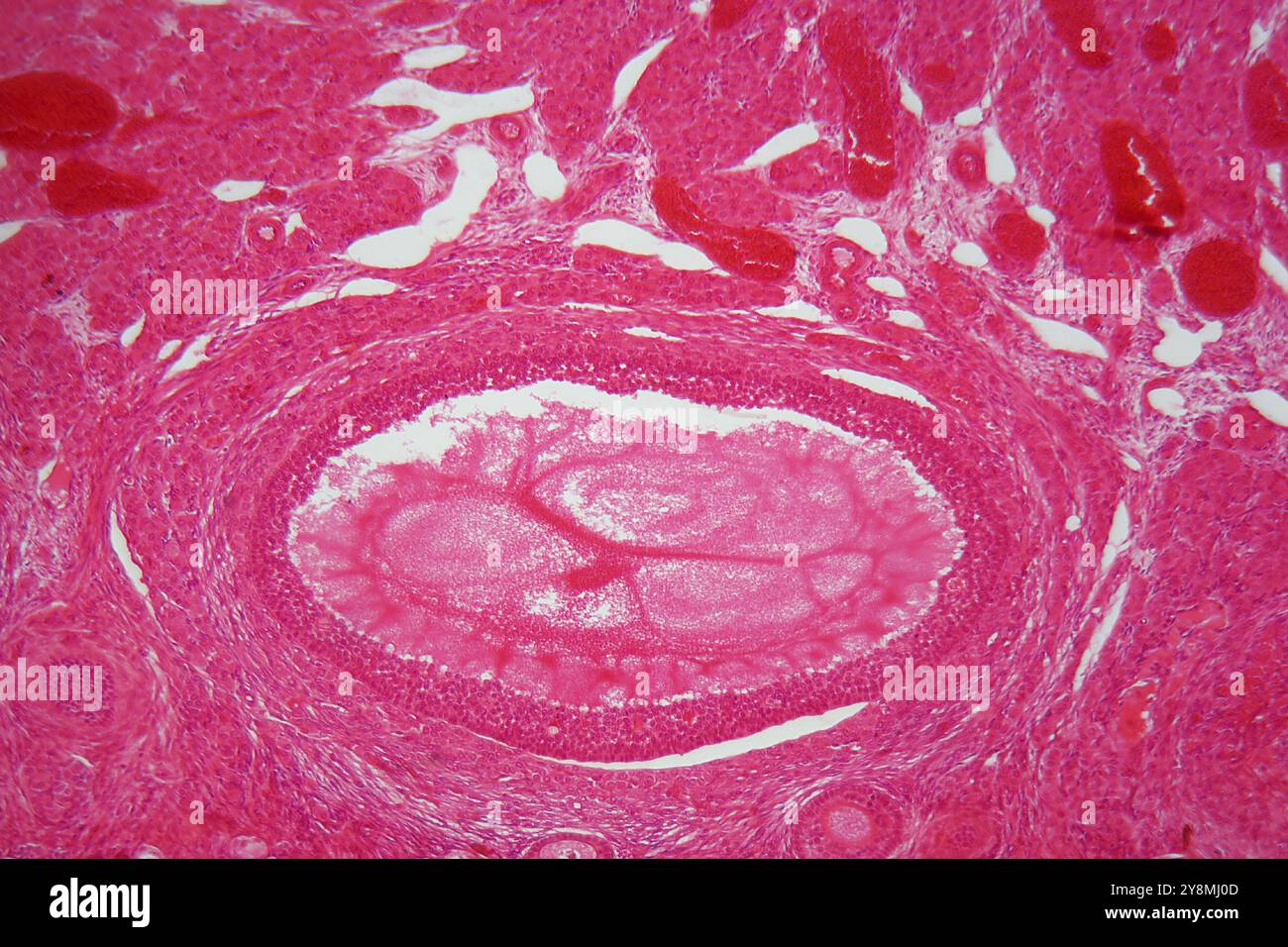 A section trough ovary cells under the microscope Stock Photo - Alamy