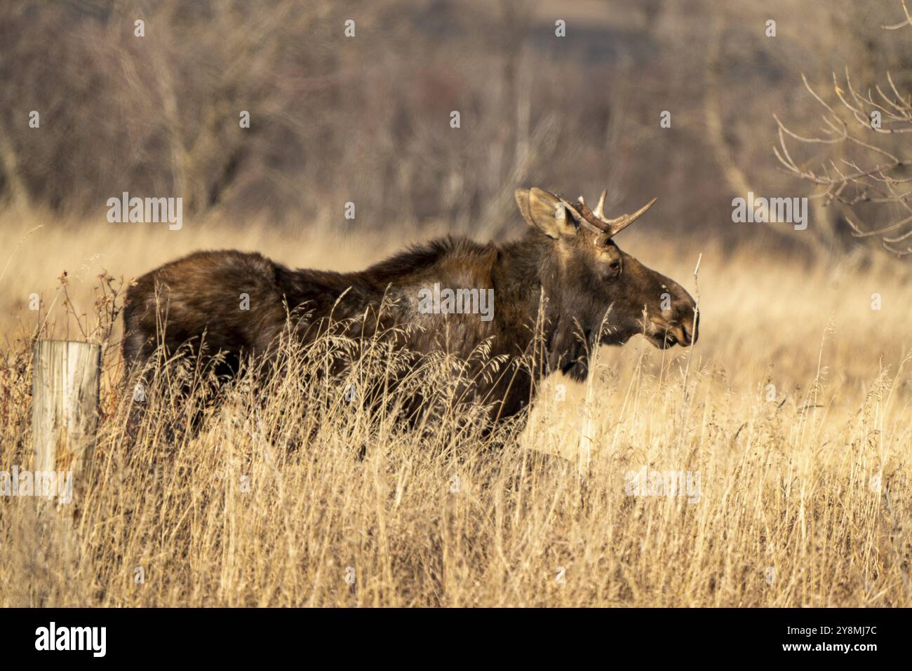 Moose valley hi-res stock photography and images - Alamy