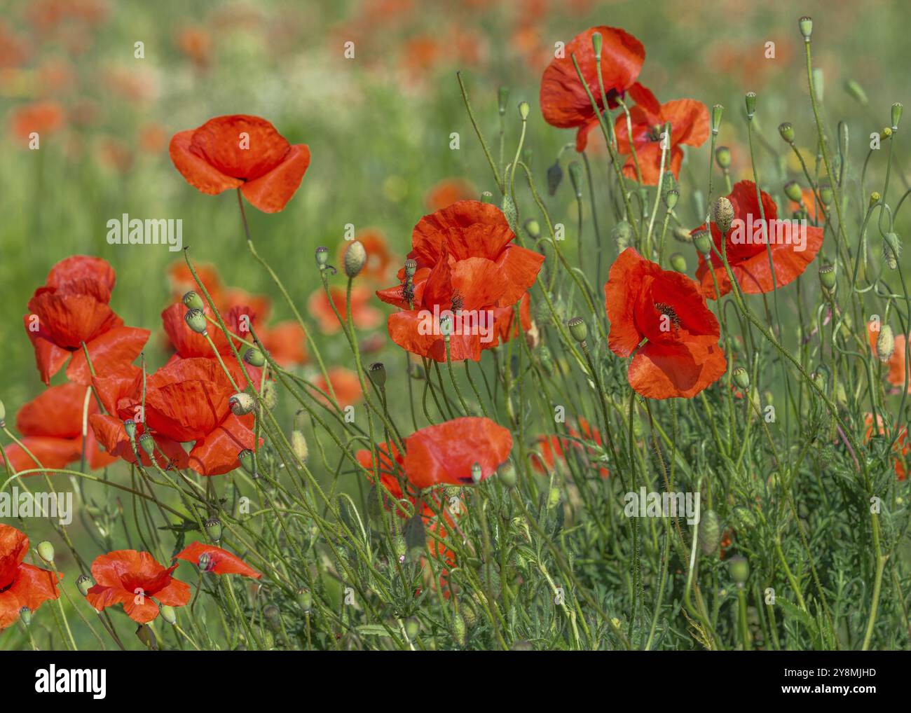 Bunch of red flowering poppy flowers Stock Photo - Alamy