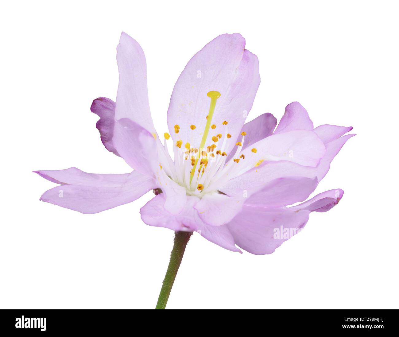 Cherry blossom photos Cut Out Stock Images & Pictures - Alamy