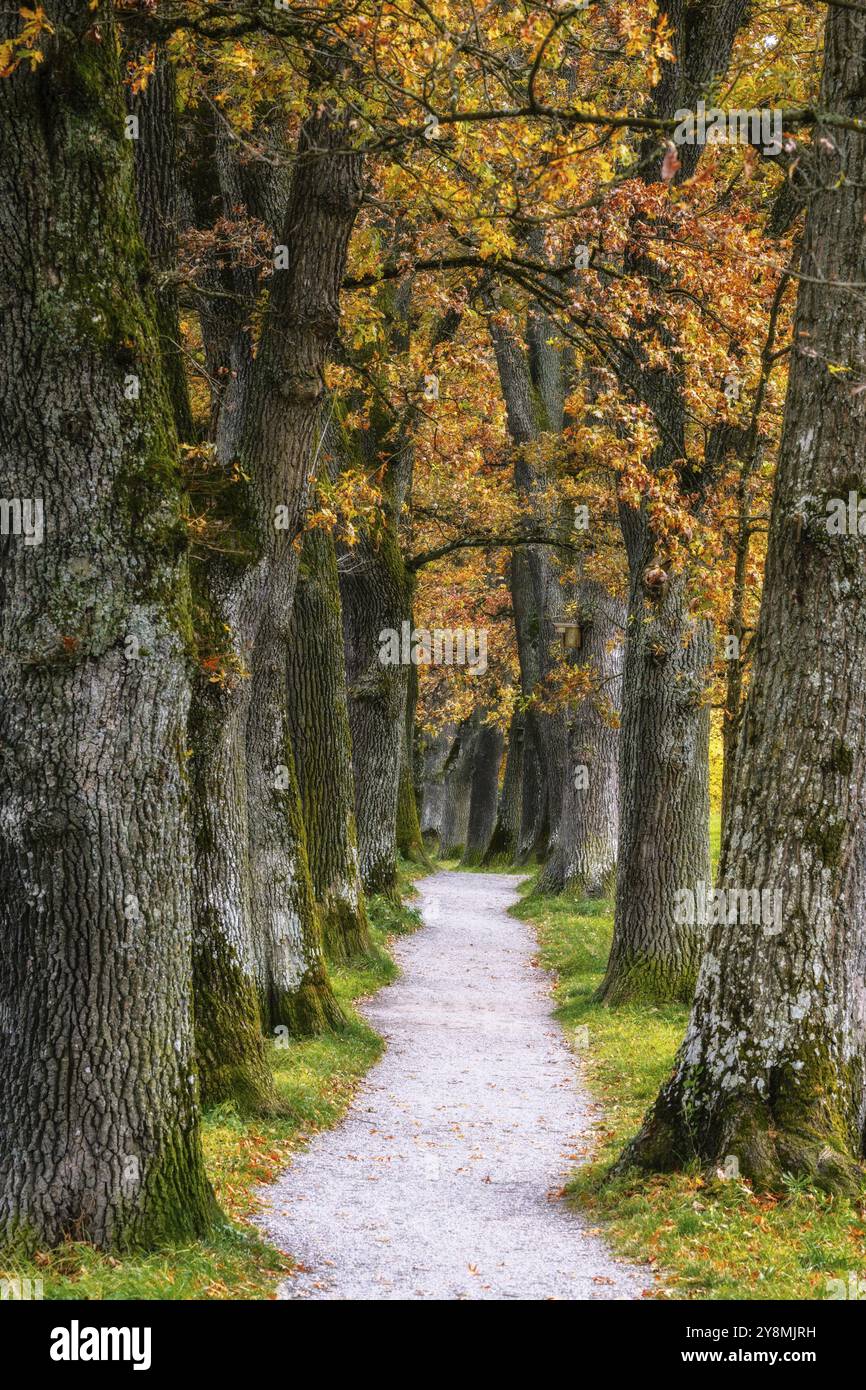 Autumn scenic with oak trees of a shady alley Stock Photo - Alamy