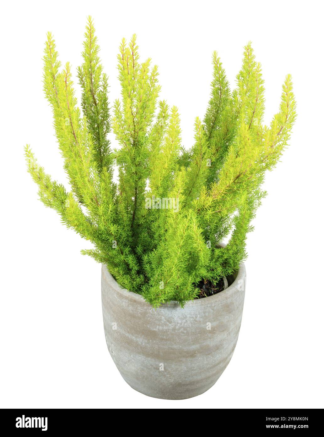 Heather plant closeup detail Cut Out Stock Images & Pictures - Alamy