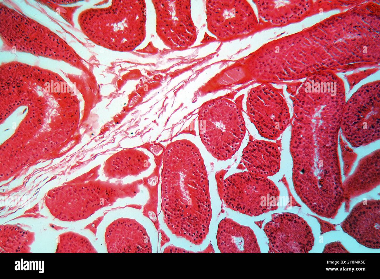 A section trough testicle cells under the microscope Stock Photo - Alamy