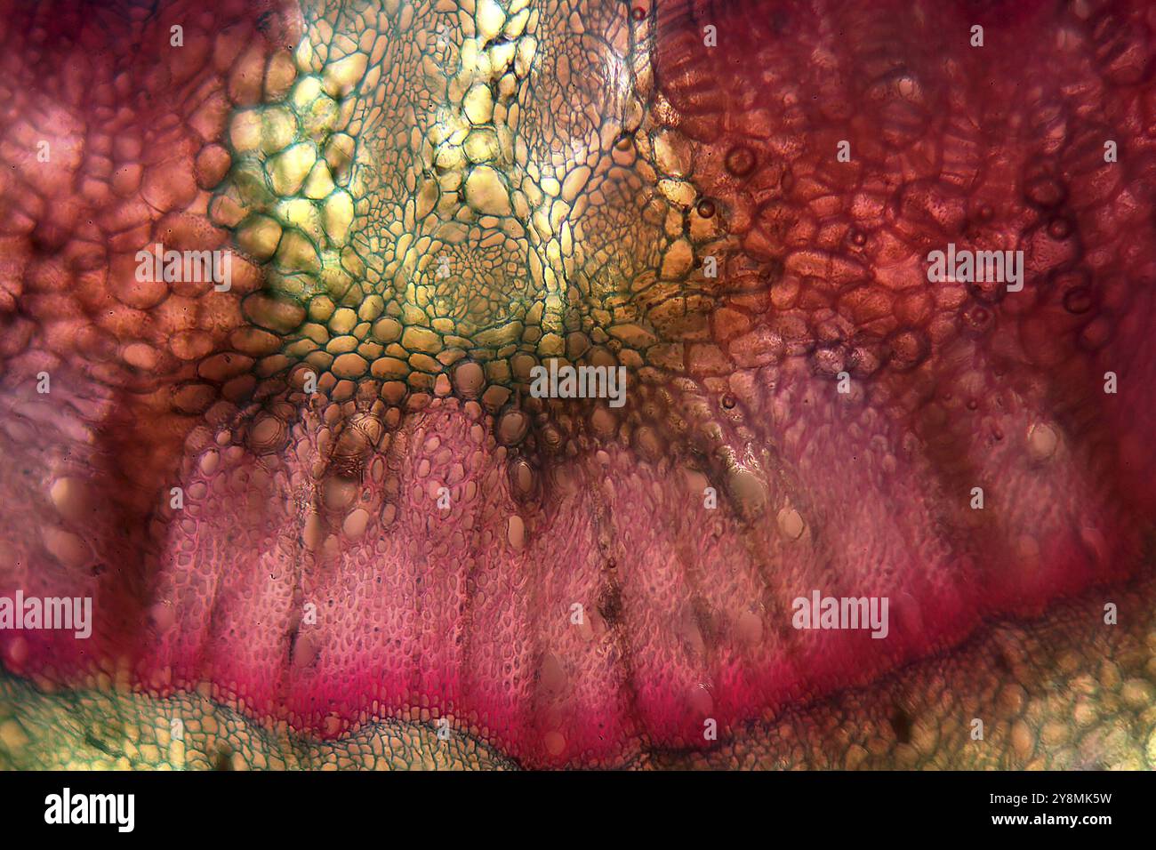 Cells from a pepper stem under the microscope, the cells are stained ...