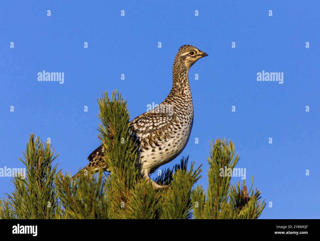 Sharp Tailed Grouse in Tree Alberta Canada Stock Photo - Alamy