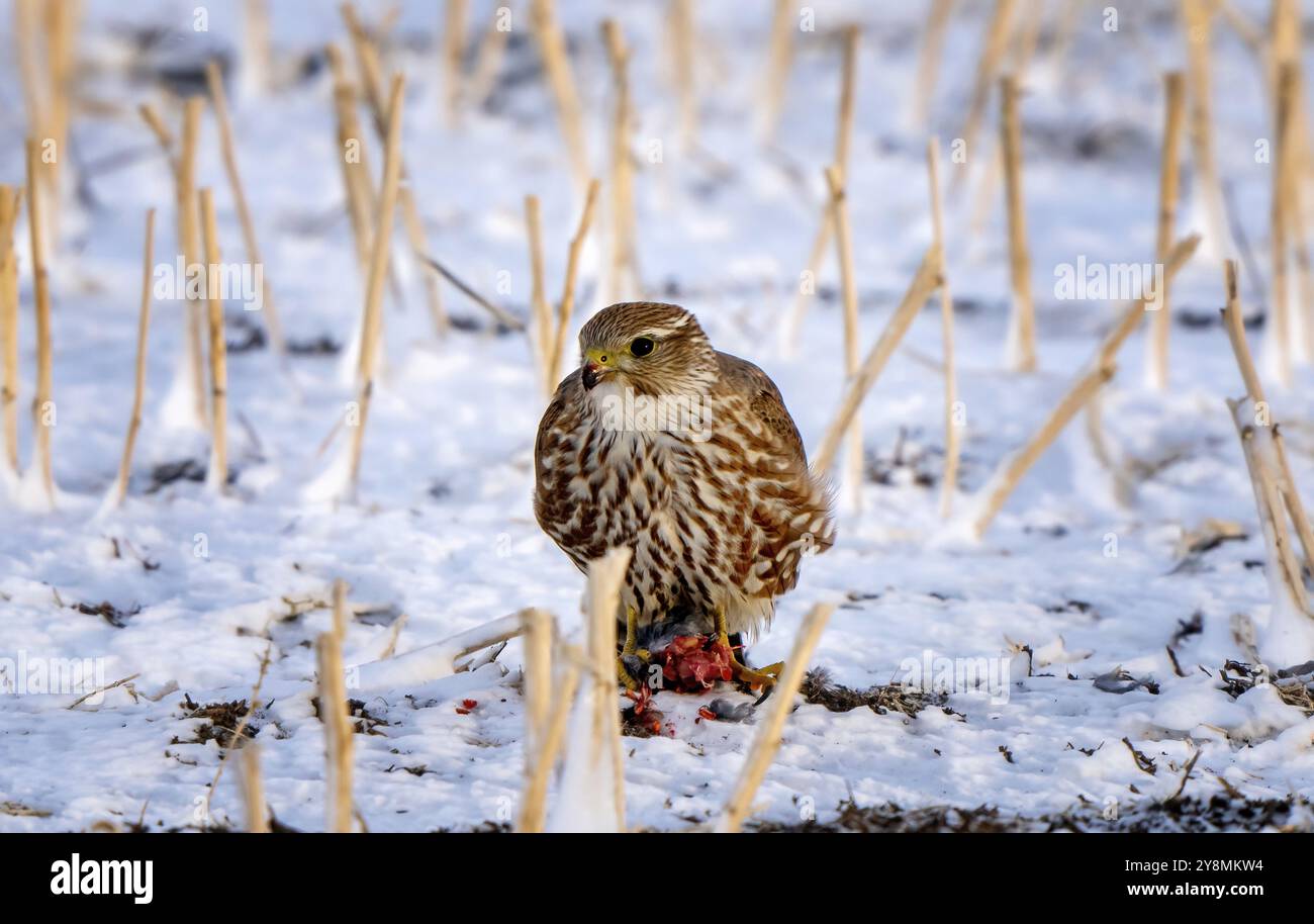 Merlin Falcon on a Kill in Winter Canada Stock Photo - Alamy