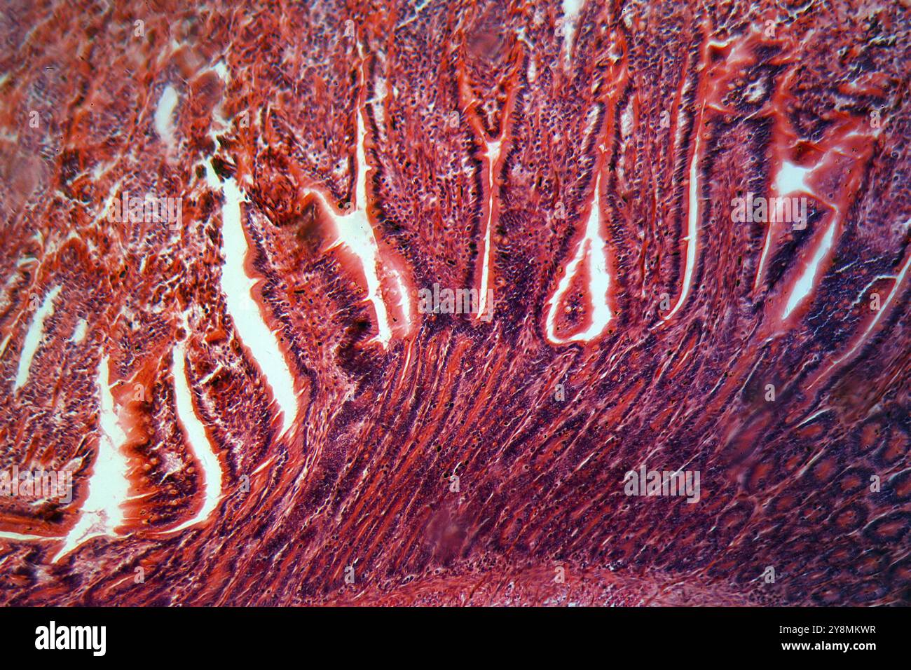 A section trough cells of a small intestine under the microscope Stock ...