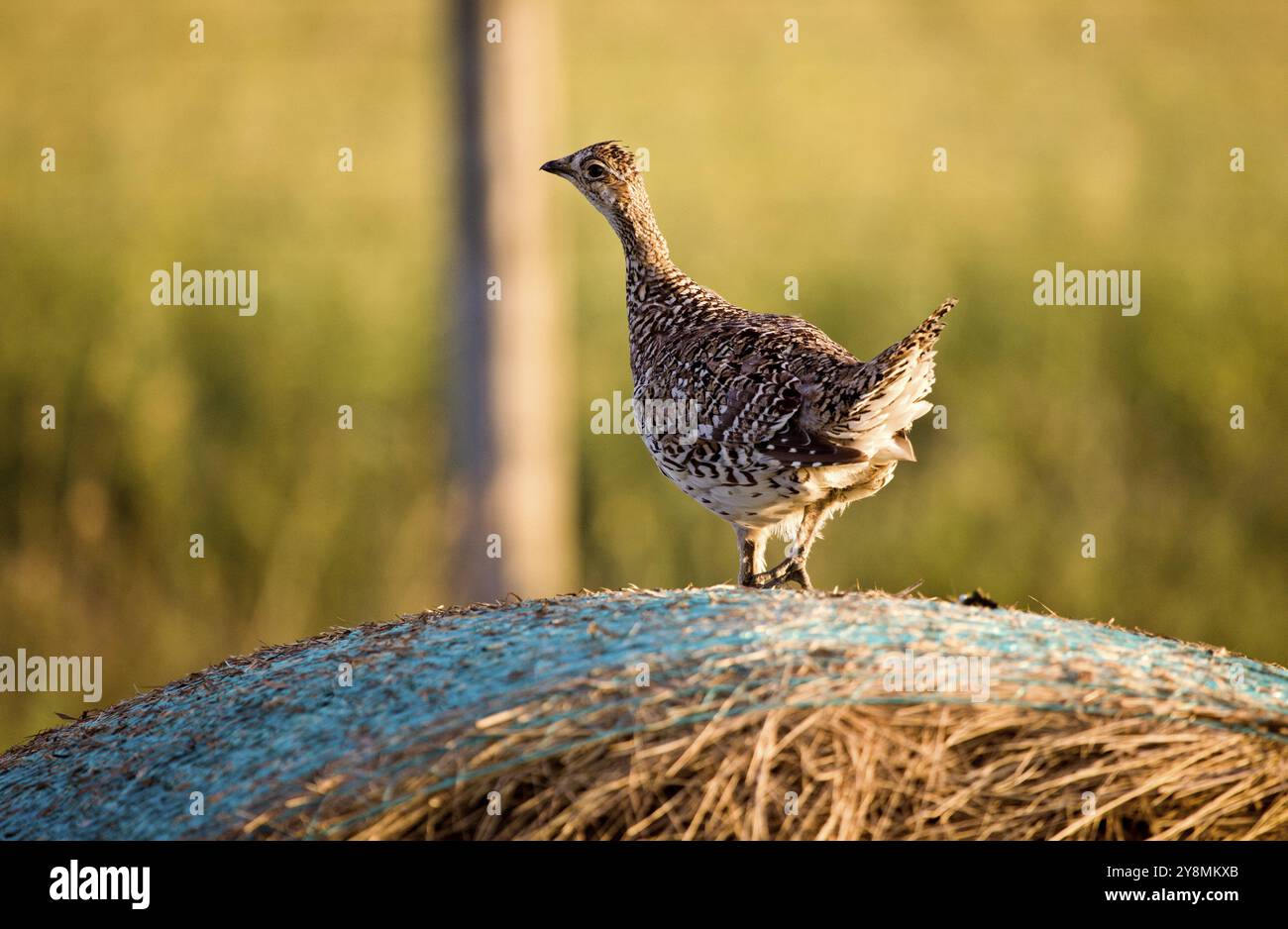 Sharp Tailed Grouse on a hay Bail Canada Stock Photo - Alamy