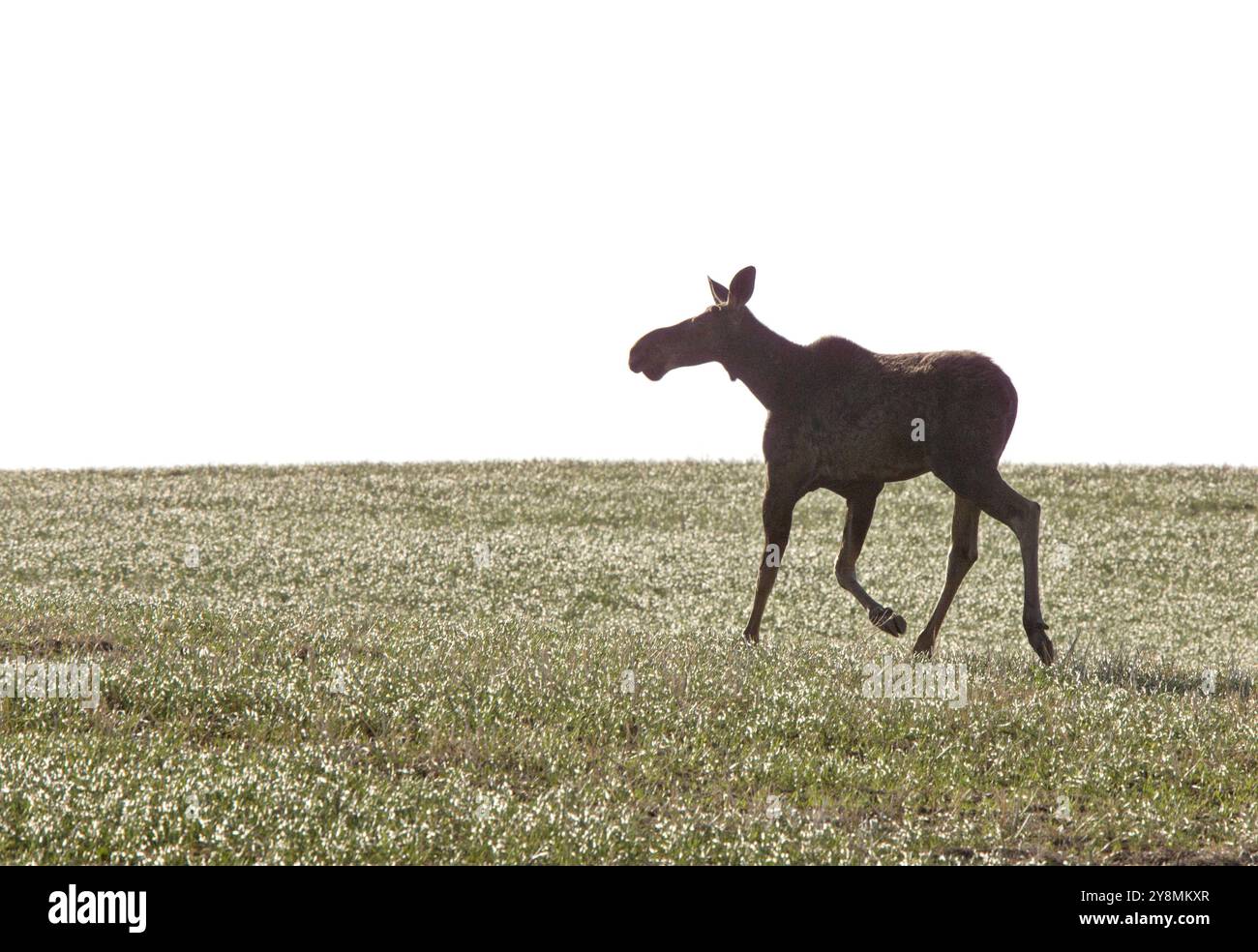 Open field fauna hi-res stock photography and images - Alamy