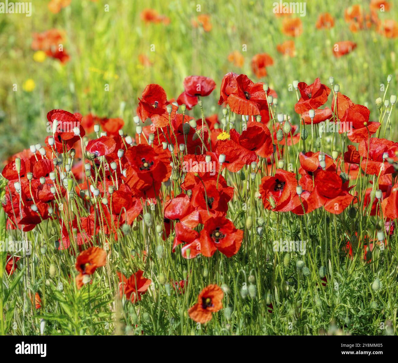 Bunch of red flowering poppy flowers Stock Photo - Alamy