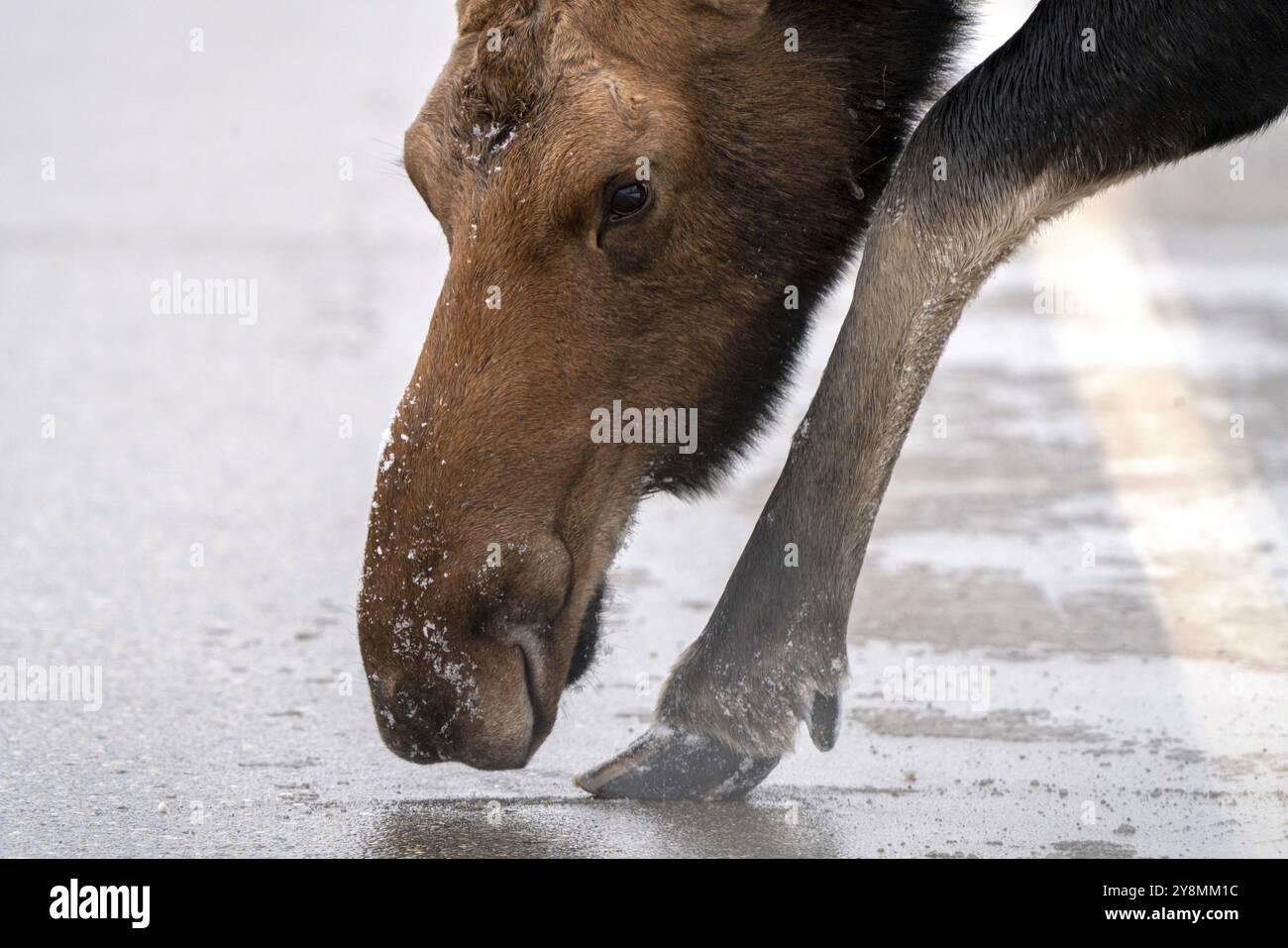 Moose in the Snow in Riding Mountain Provincial Park Canada Stock Photo ...