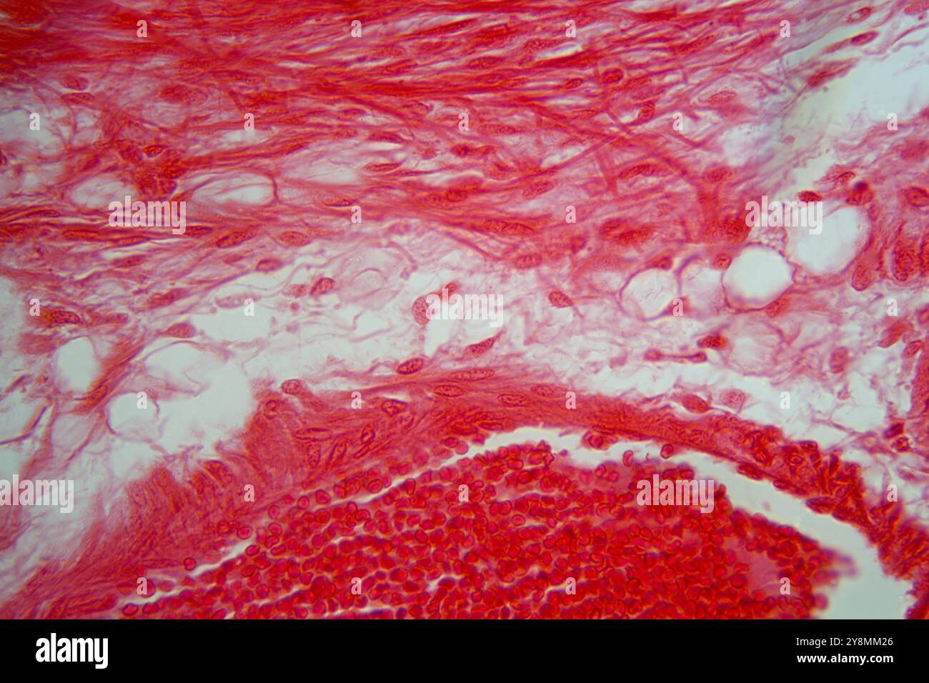 A section trough trachea cells under the microscope Stock Photo - Alamy
