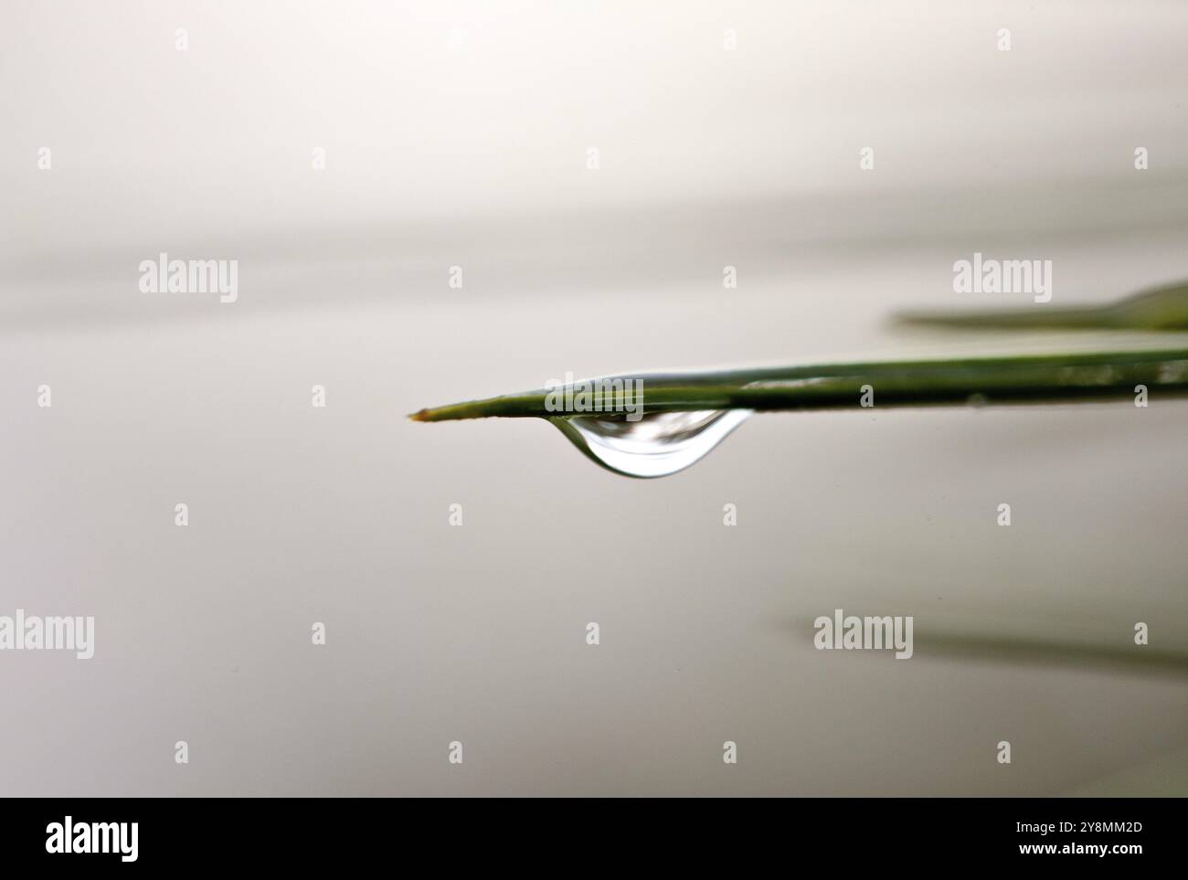 Water Drop on Plant morning dew Canada Stock Photo - Alamy