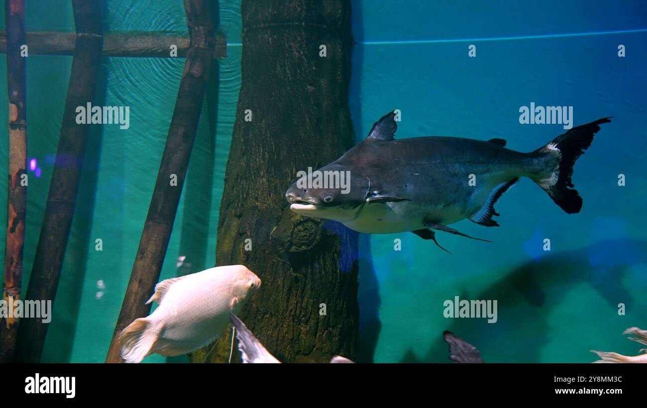 Underwater world with sea fish. Big fish and other fishes swimming in a ...