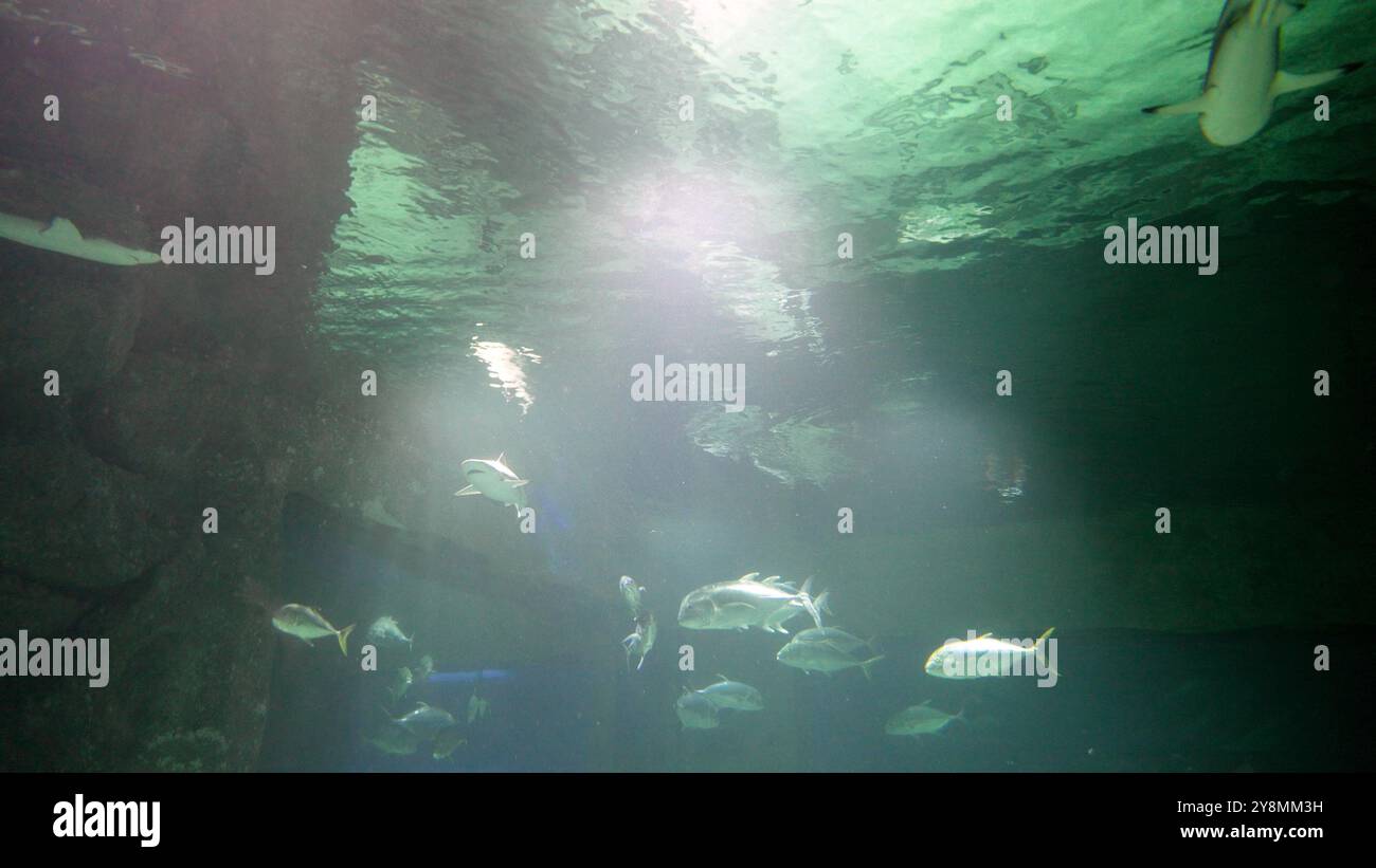 Many different fish swim in the water of a giant aquarium. Close-up of ...