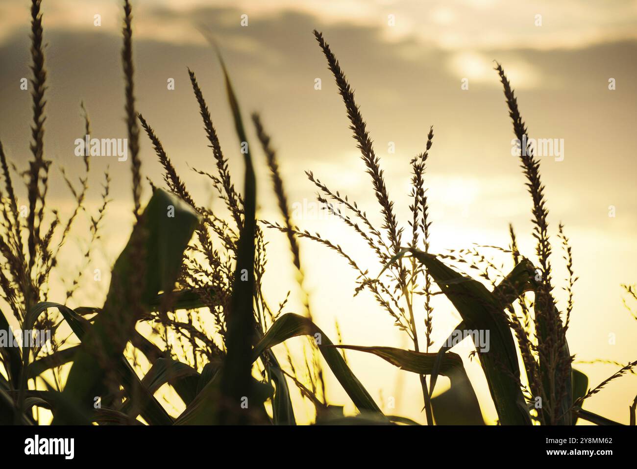 Maize stalks on cloudy evening sky dramatic background during sunset ...