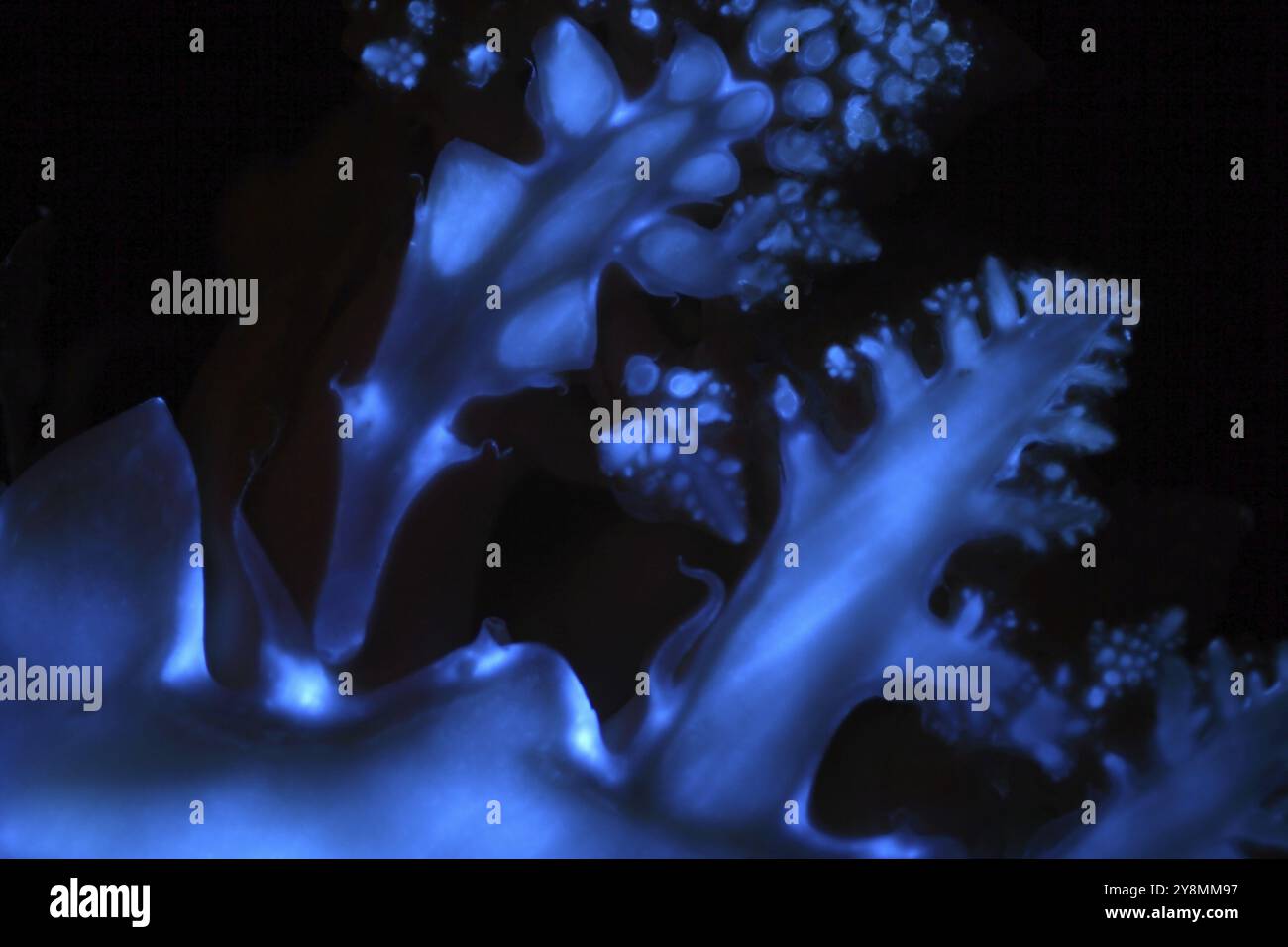 Luminol is a chemical used in forensics to detect traces of blood. Luminol reacts with various ...