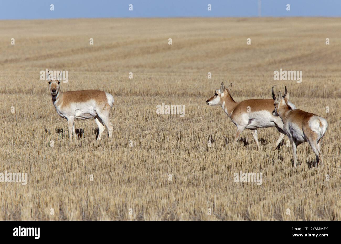 Prairie Pronghorn Antelope In Spring Saskatcherwan Canada Stock Photo ...