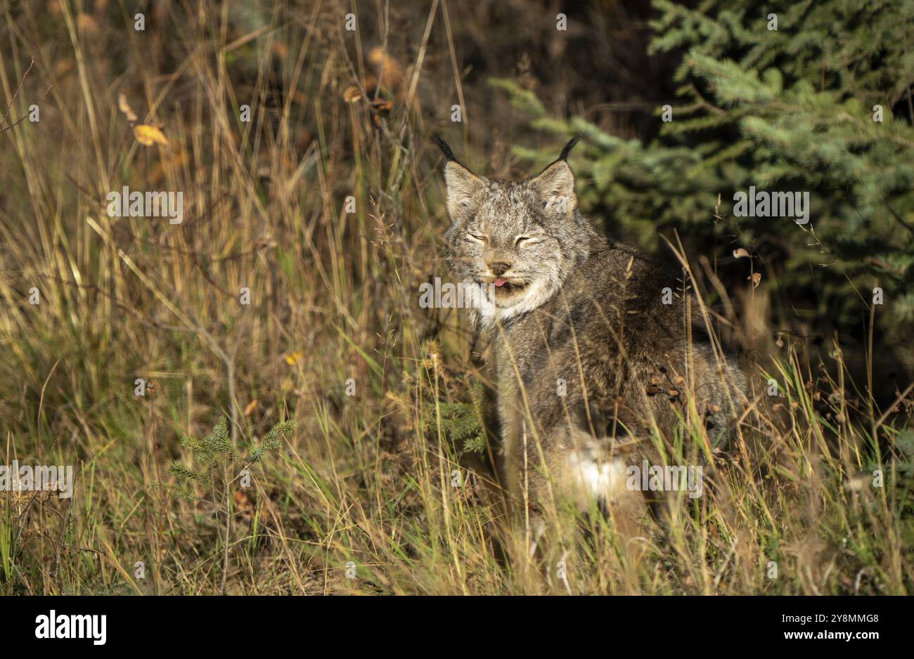 Lynx in the Wild Riding Mountain National Park Canada Stock Photo - Alamy