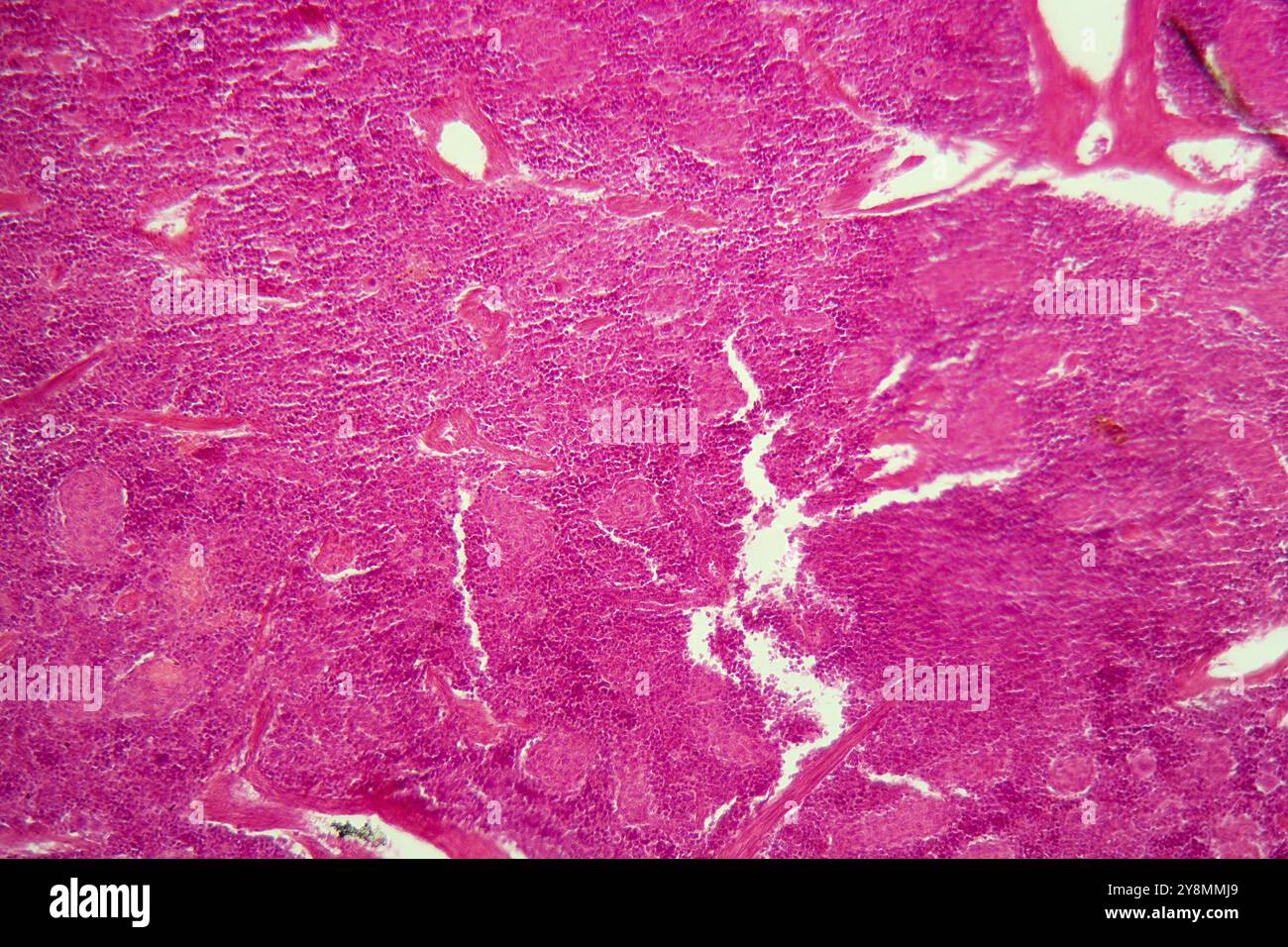 A section trough pancreas cells under the microscope Stock Photo - Alamy