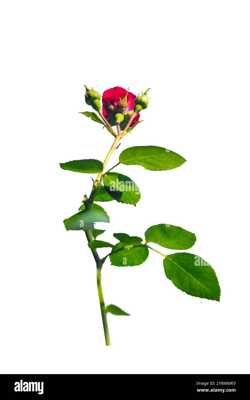 One single alone flower Cut Out Stock Images & Pictures - Alamy