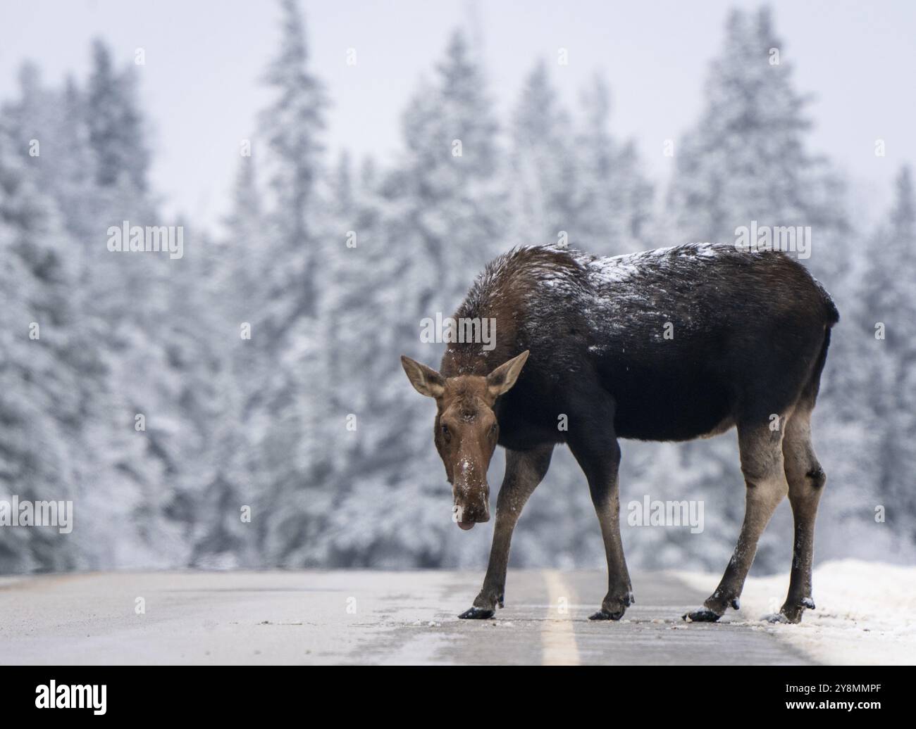 Moose in the Snow in Riding Mountain Provincial Park Canada Stock Photo ...
