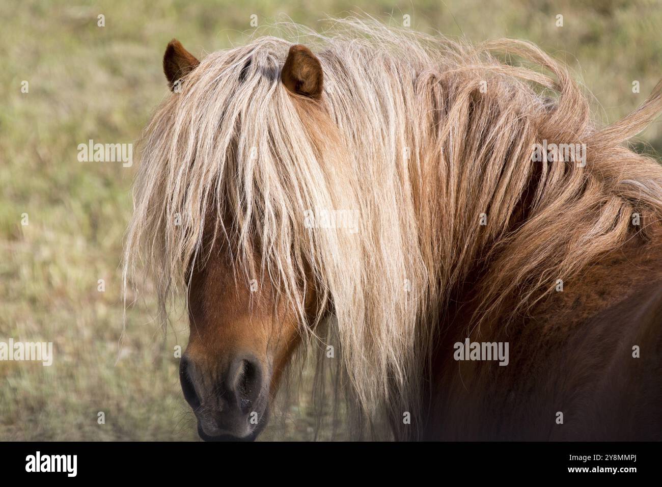 Horse in pasture close up hair in face Stock Photo - Alamy
