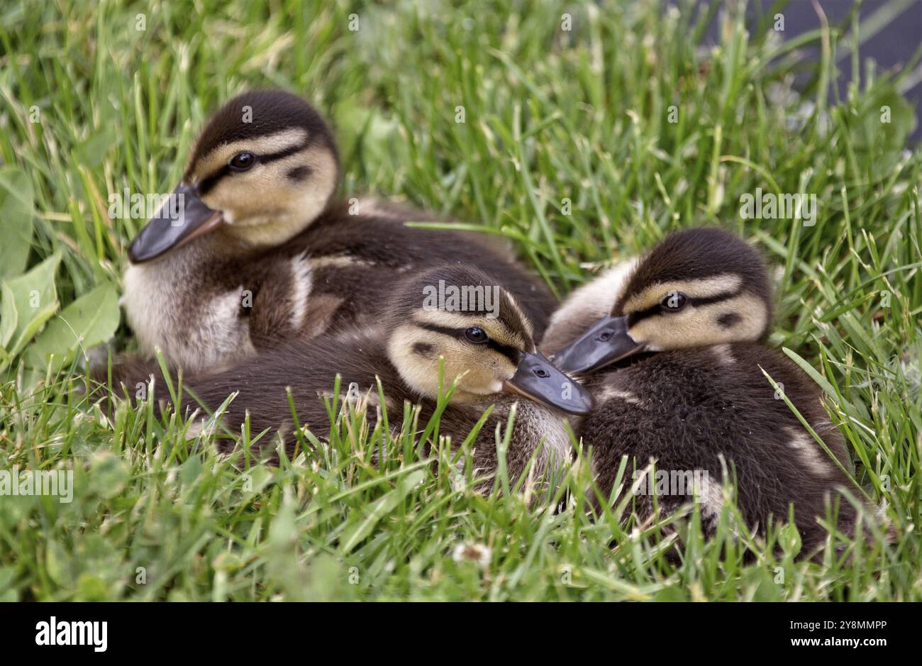 Baby Ducks in Saskrtchewan Canada wetlands wild Stock Photo - Alamy