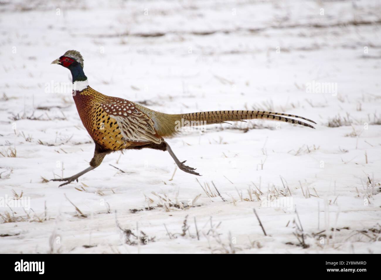 Ring necked pheasants hi-res stock photography and images - Alamy