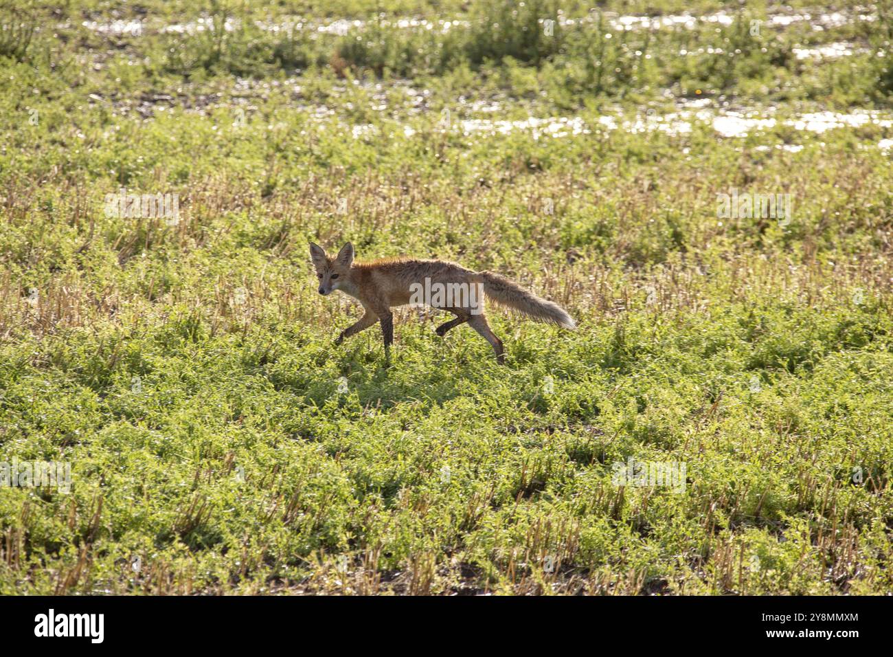 Wild Wet Fox Canada rainfall prairie storm mammal Stock Photo - Alamy