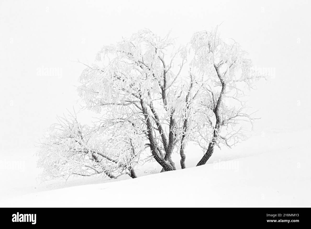 Blizzard [prairies winter storm] hi-res stock photography and images ...