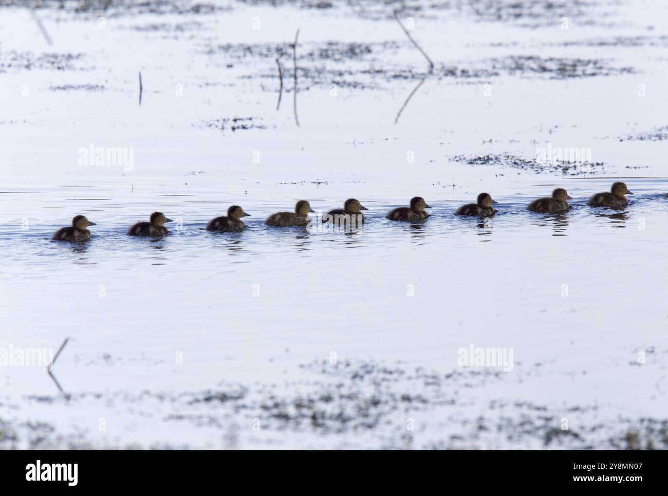 Baby Ducks in Saskrtchewan Canada wetlands wild Stock Photo - Alamy