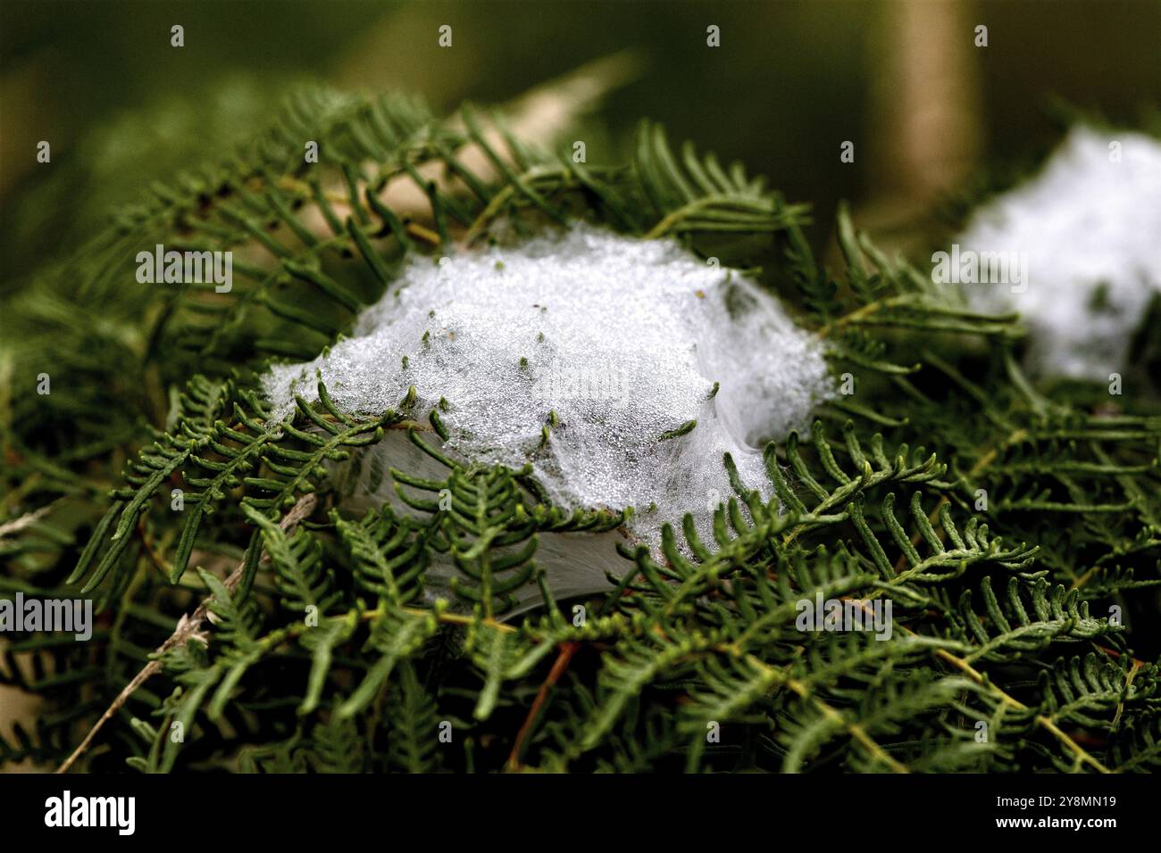 Spider Web Silk in North Island New Zealand Stock Photo - Alamy