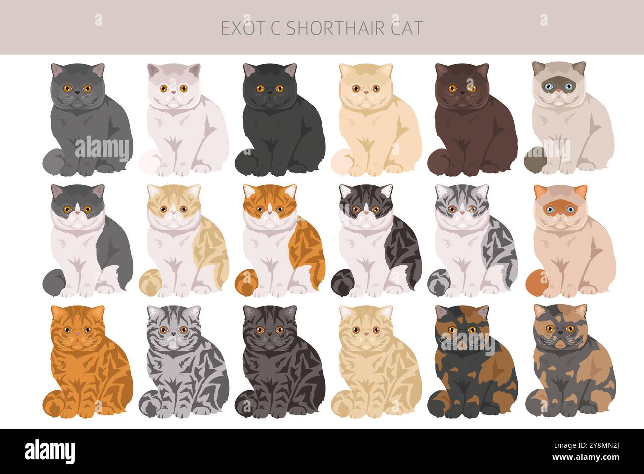 Exotic Shorthair Cat clipart. All coat colors set. All cat breeds ...