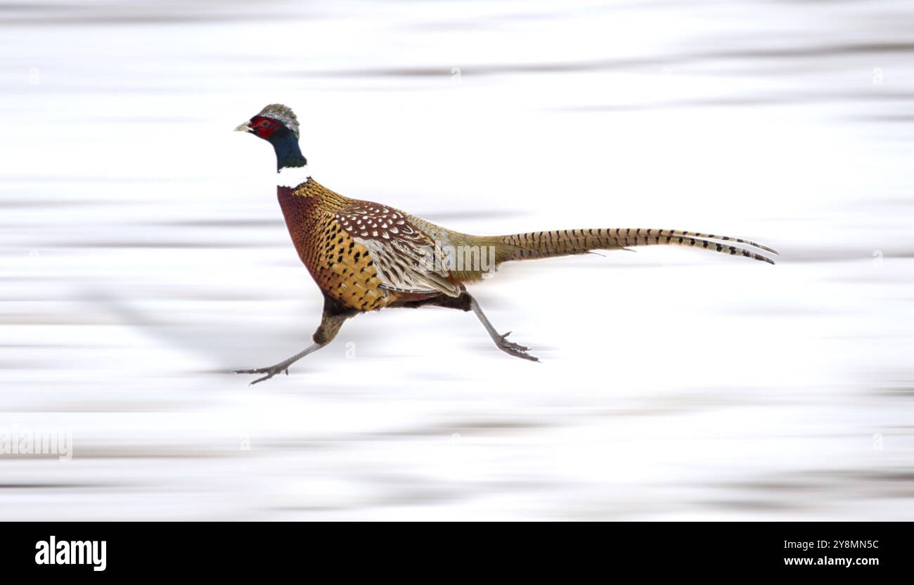 Ring neck pheasants hi-res stock photography and images - Alamy