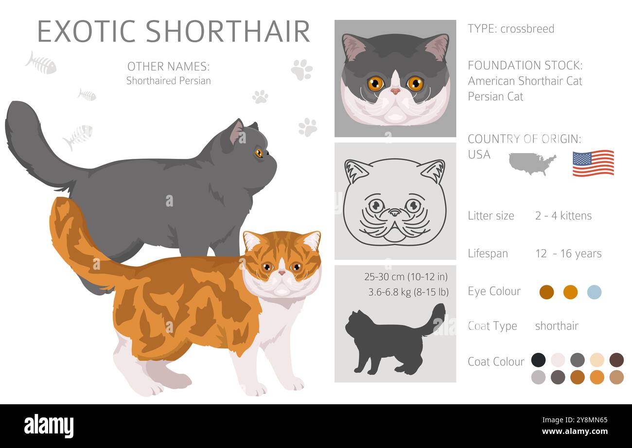Exotic Shorthair Cat clipart. All coat colors set. All cat breeds ...