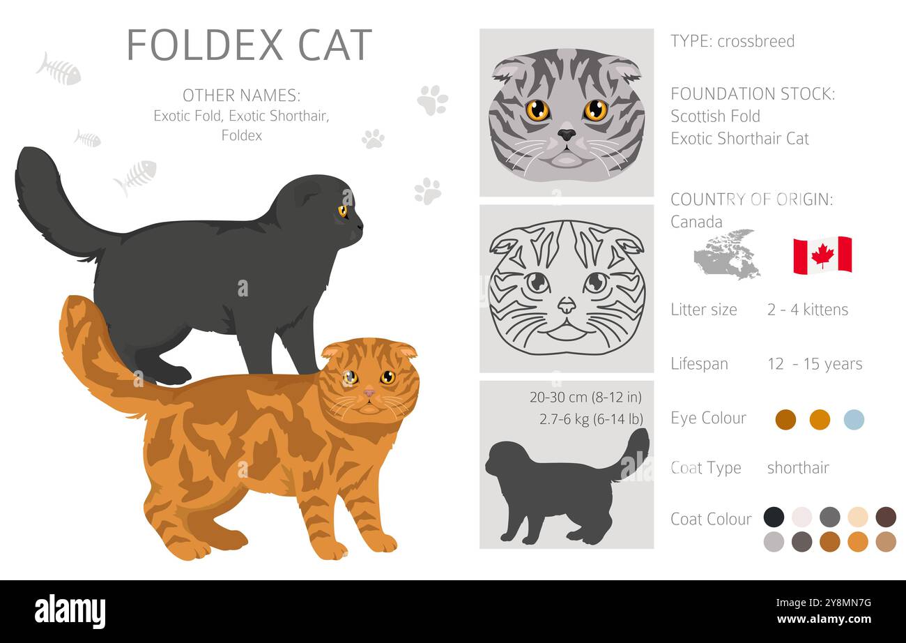 Foldex cat, Exotic Shorthair Cat clipart. All coat colors set. All cat ...
